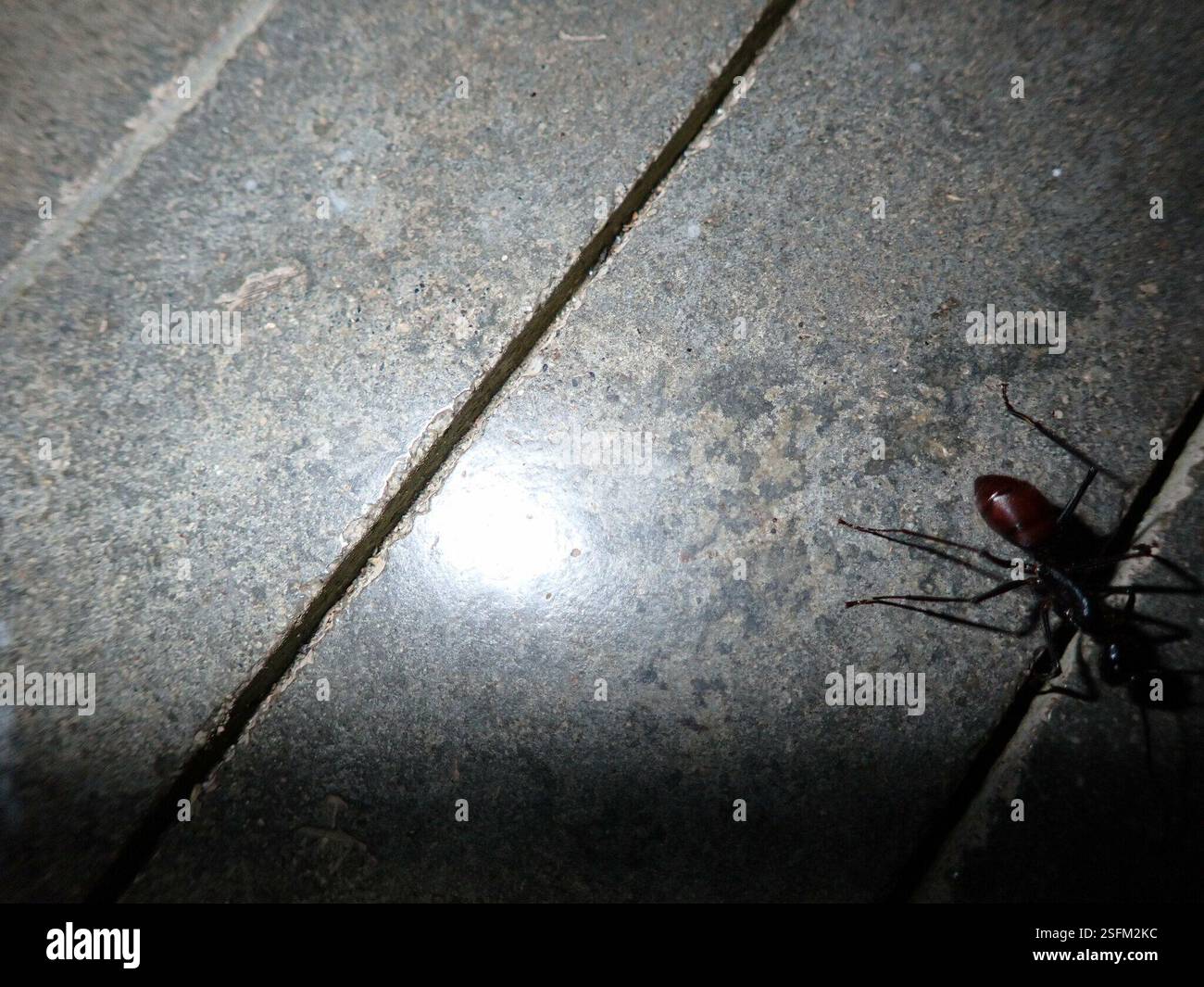 (Dinomyrmex gigas gigas), Insecta, Lahad Datu, Sabah, Malaysia Stock ...