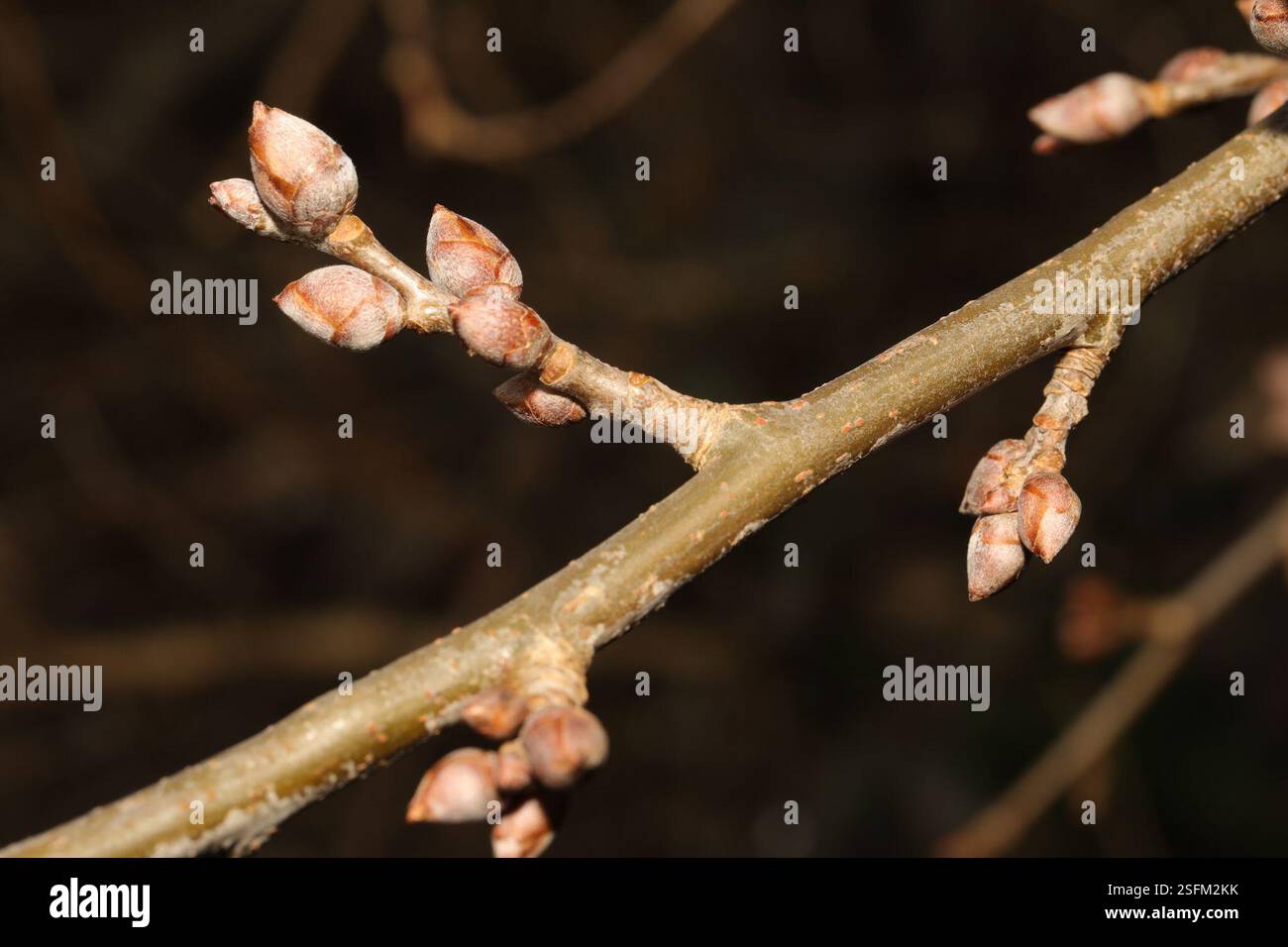 Grey Poplar (Populus × canescens), Plantae, Otterspool Promenade ...