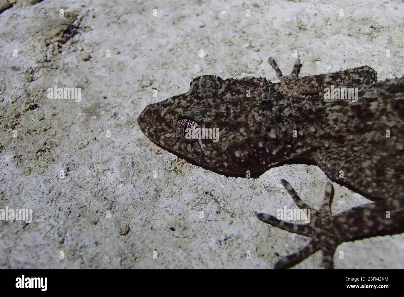 Broad-tailed Gecko (Phyllurus platurus), Reptilia, 62 Railway Parade ...