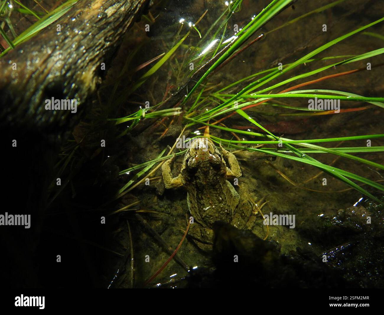 Common Eastern Froglet (Crinia signifera), Amphibia, Hobart TAS ...