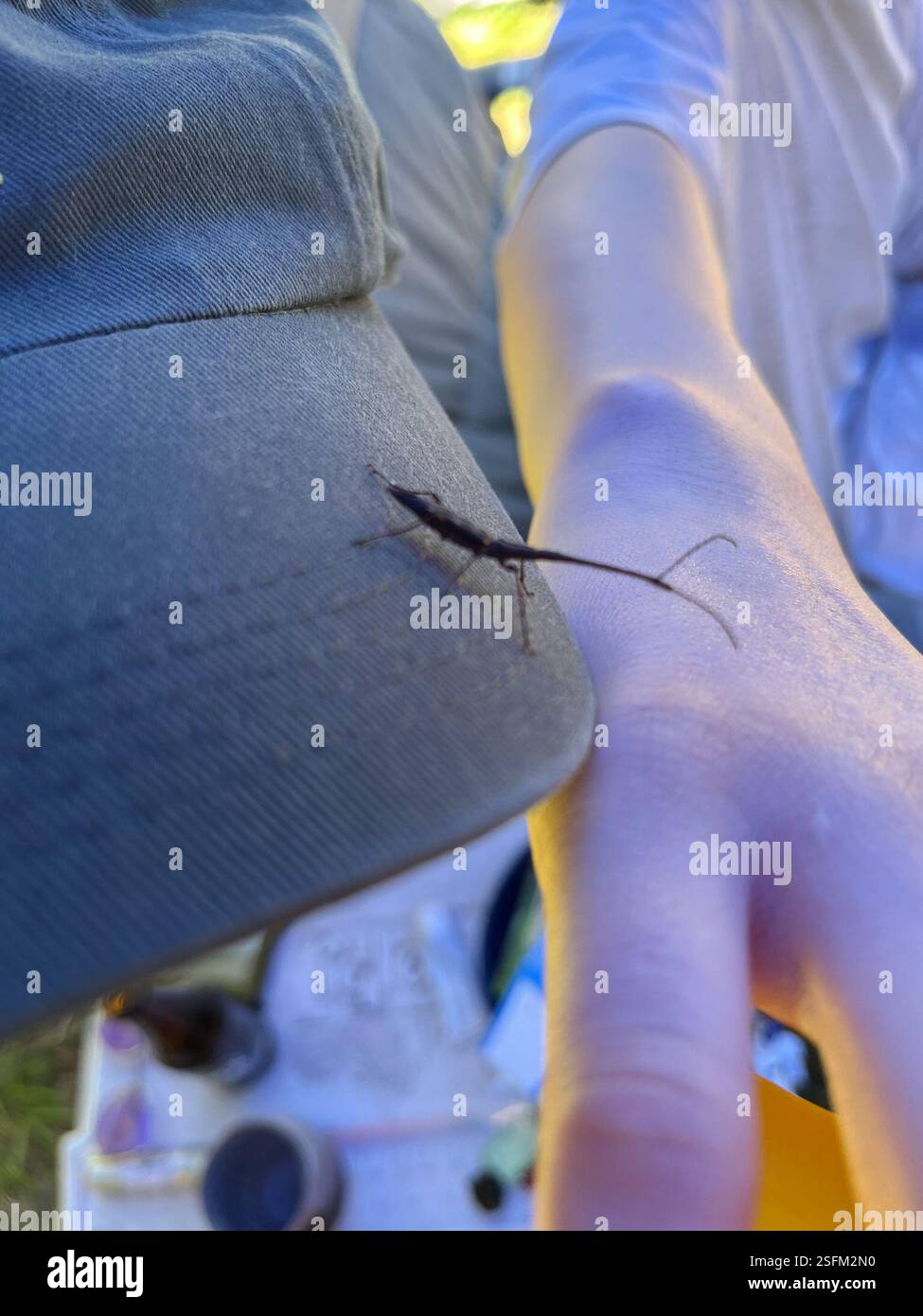 New Zealand Giraffe Weevil (Lasiorhynchus barbicornis), Insecta ...
