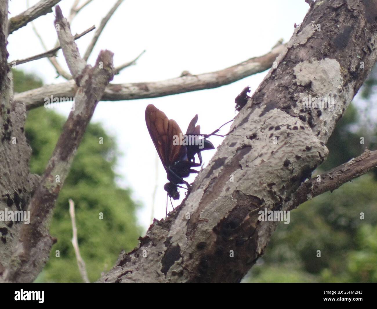 Spider Wasps (Pompilidae), Insecta, Lahad Datu, Sabah, Malaysia, love ...