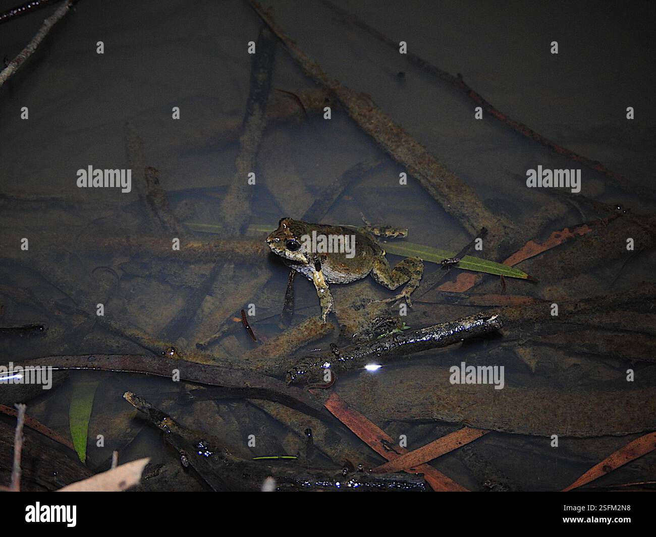 Common Eastern Froglet (Crinia signifera), Amphibia, Hobart TAS ...