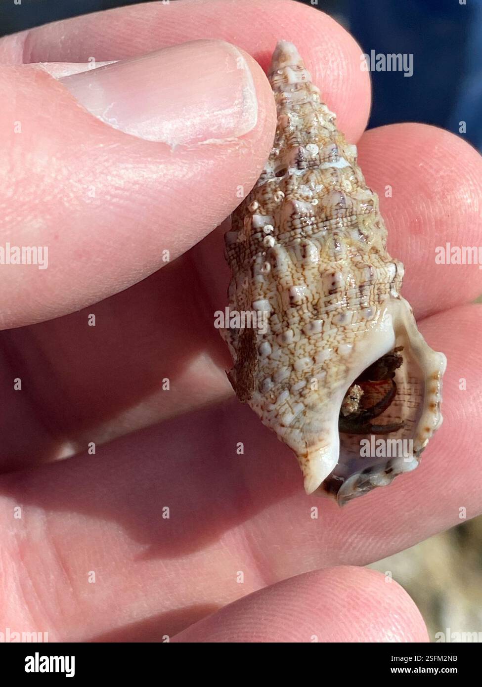 Horn Shell (Cerithium vulgatum), Mollusca, Mallorca, Campos, Balearen, ES Stock Photo - Alamy