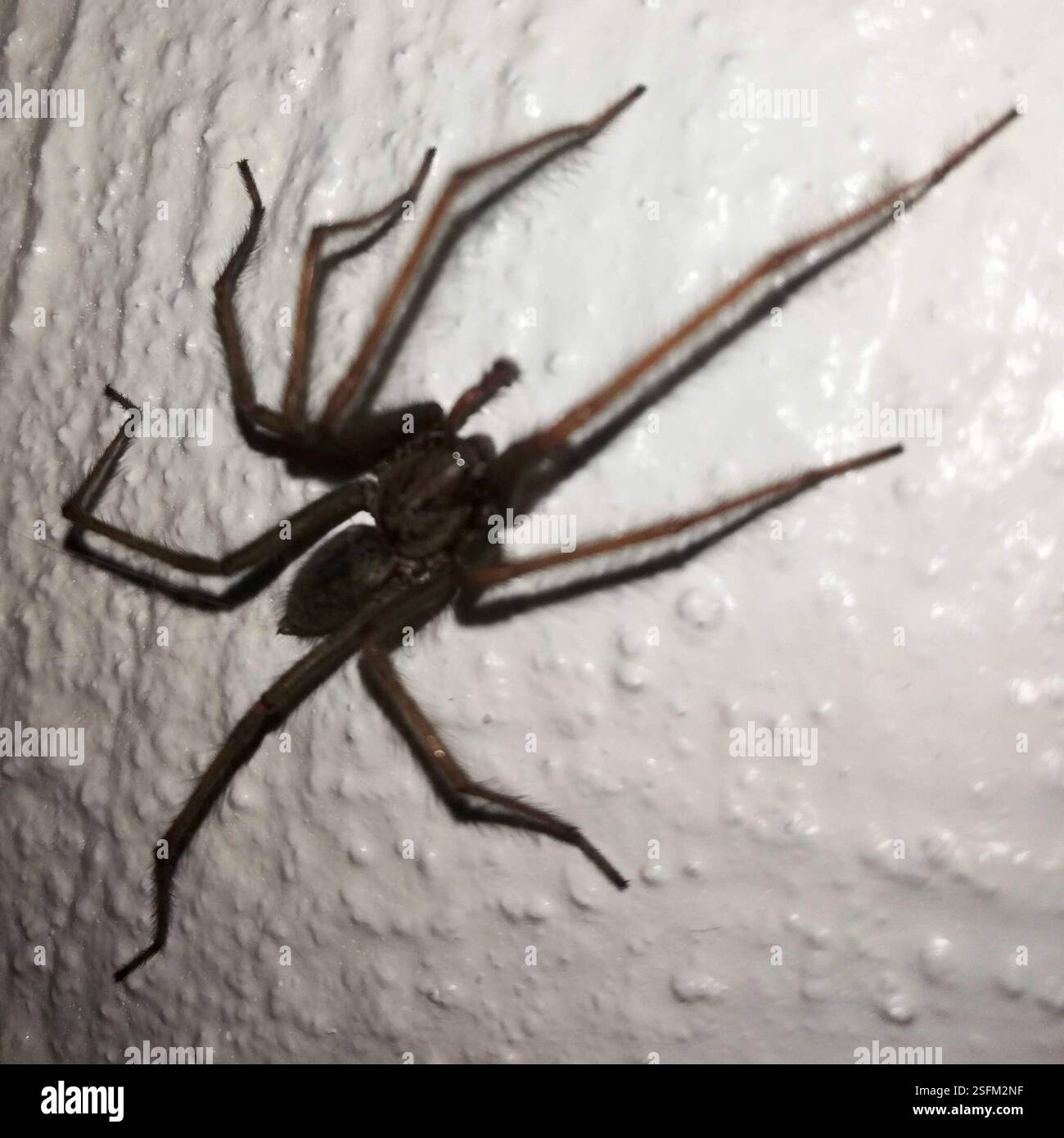 Giant House Spider (Eratigena atrica), Arachnida, Tofterup, Southern ...