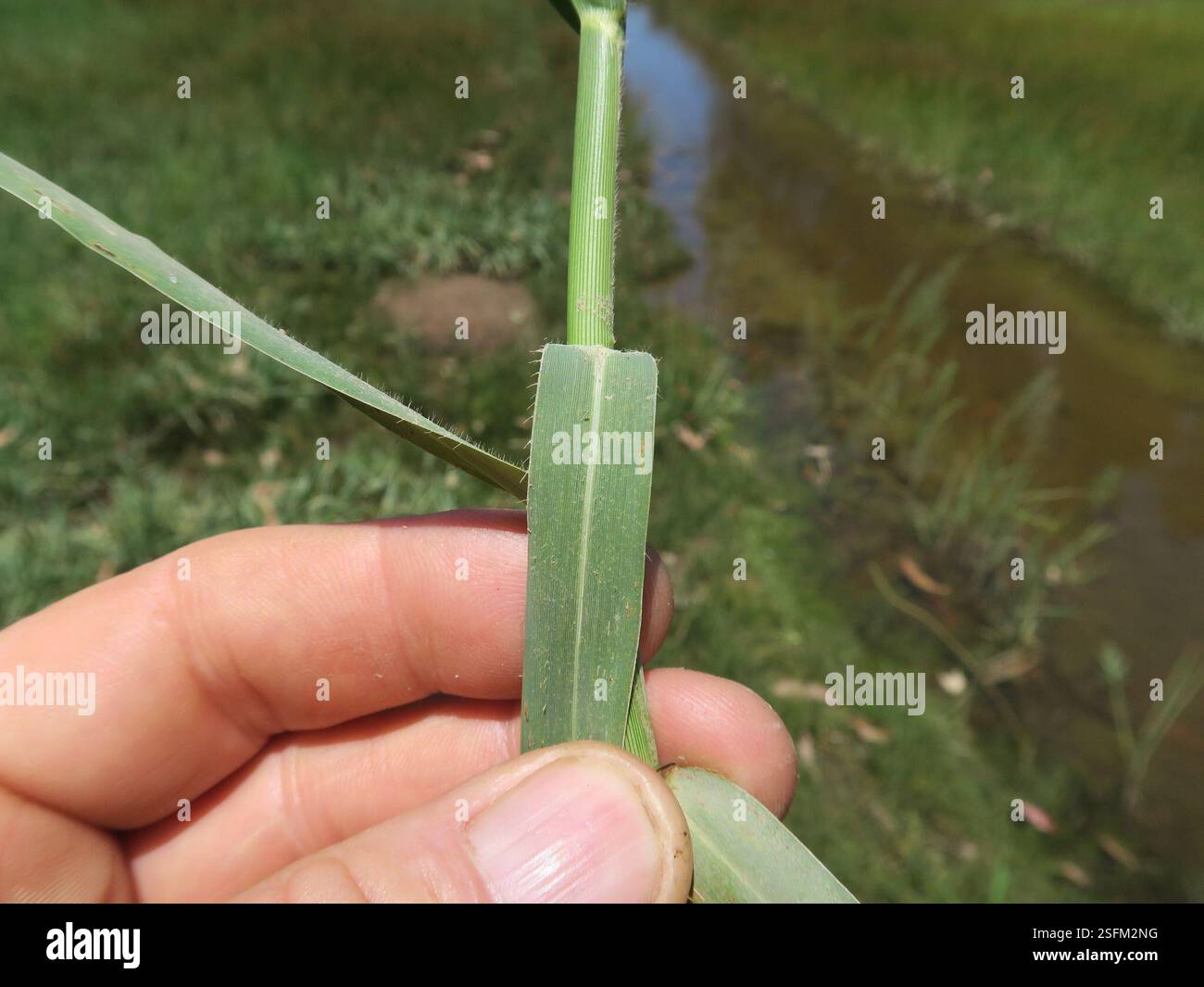 Torpedo grass (Panicum repens), Plantae, Boambee, nsw, Growing in sandy ...