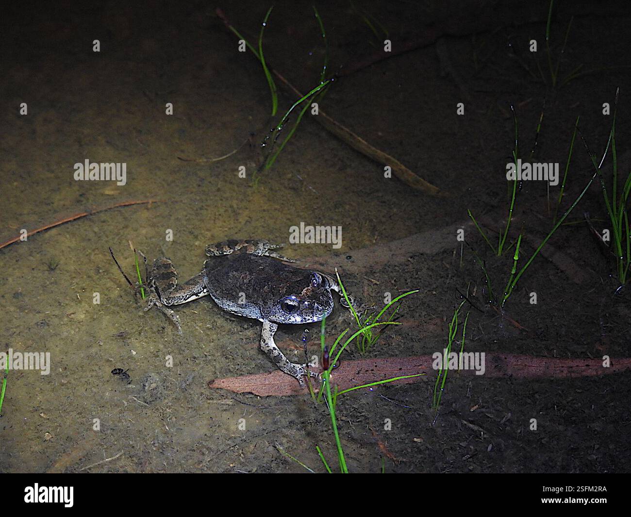 Common Eastern Froglet (Crinia signifera), Amphibia, Hobart TAS ...