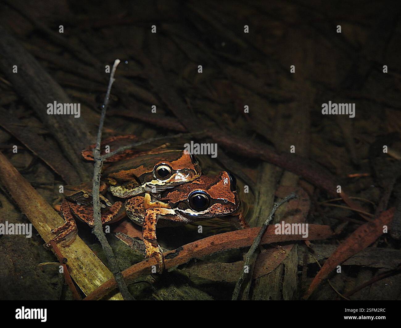 Brown Tree Frog (Litoria ewingii), Amphibia, Hobart TAS, Australia ...