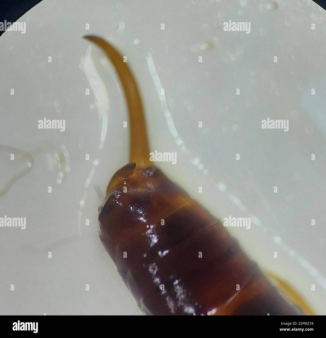 Male genitalia hi-res stock photography and images - Alamy