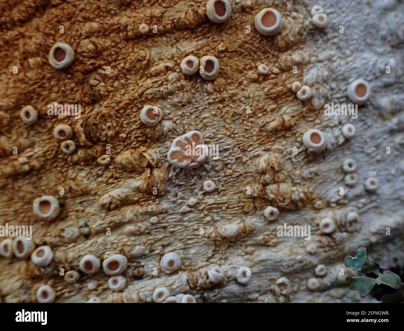 Smooth Saucer Lichen (Ochrolechia laevigata), Fungi, Comox-Strathcona ...