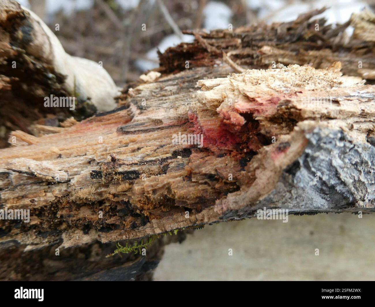 (Fusarium), Fungi, Waterbury Village Historic District, VT 05676, USA ...
