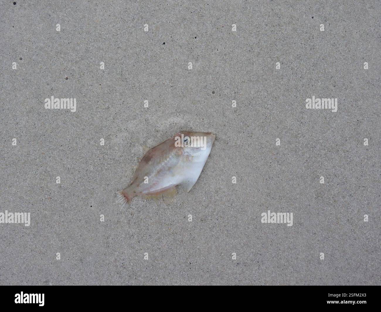 Threadfin Leatherjacket (Arotrolepis filicauda), Actinopterygii ...