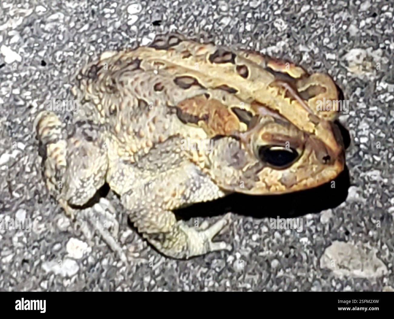 Southern Toad (Anaxyrus terrestris), Amphibia, Gainesville, FL 32641 ...
