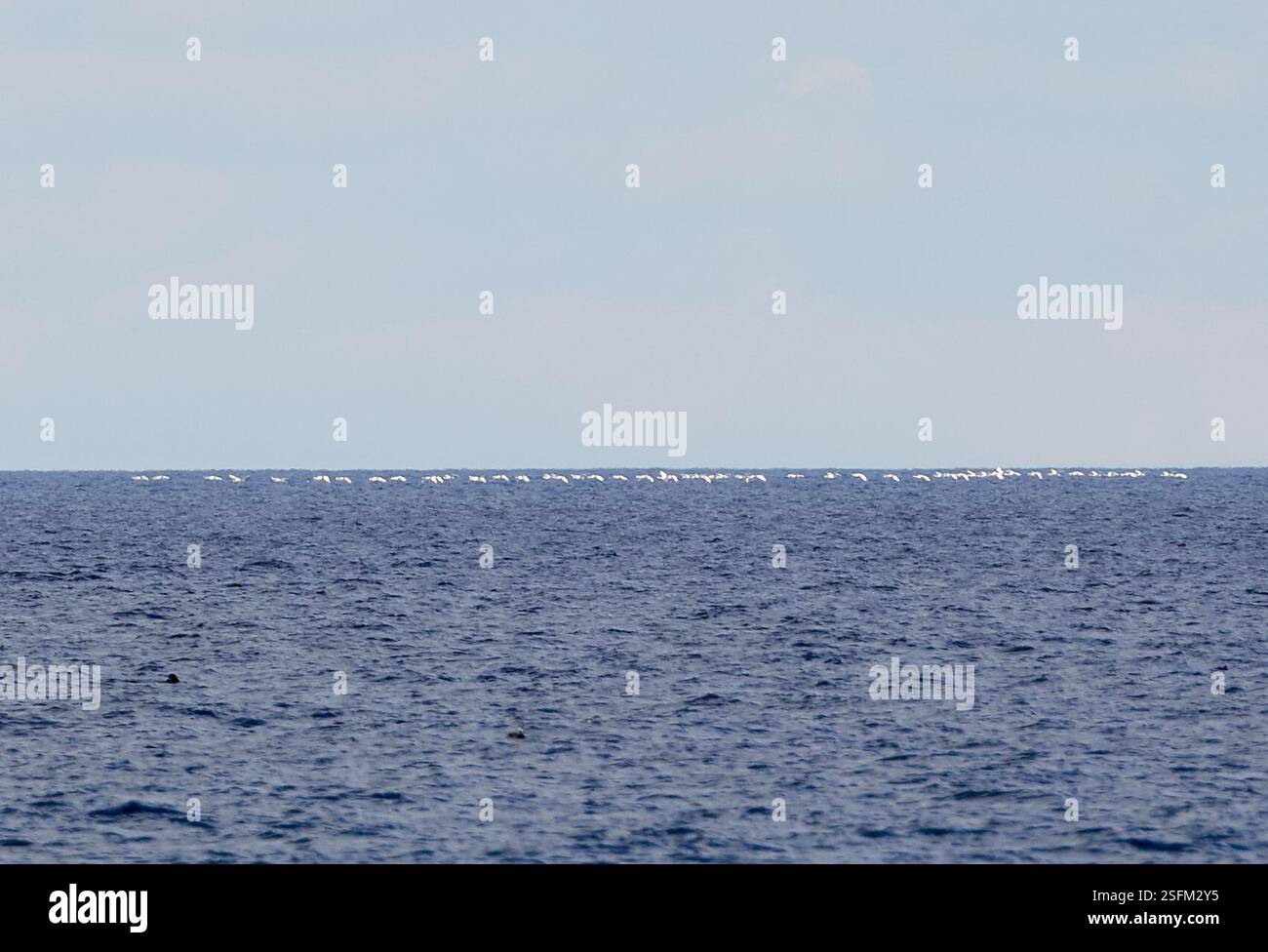 Tundra Swan (Cygnus columbianus), Aves, Fifty Point Conservation Area ...