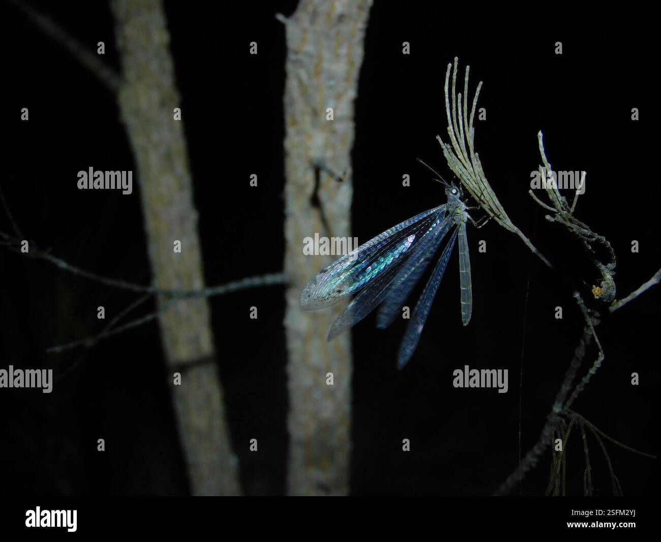 (Bandidus vafer), Insecta, Hobart TAS, Australia Stock Photo - Alamy