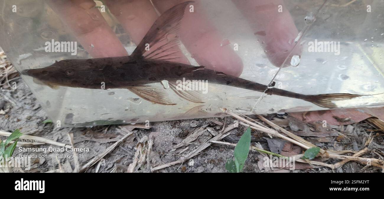 Royal Farlowella Catfish (Sturisomatichthys panamensis), Actinopterygii ...