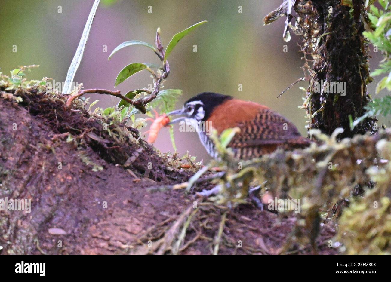Bay Wren (Cantorchilus nigricapillus), Aves, Pacto Aria Mashpi, Quito ...