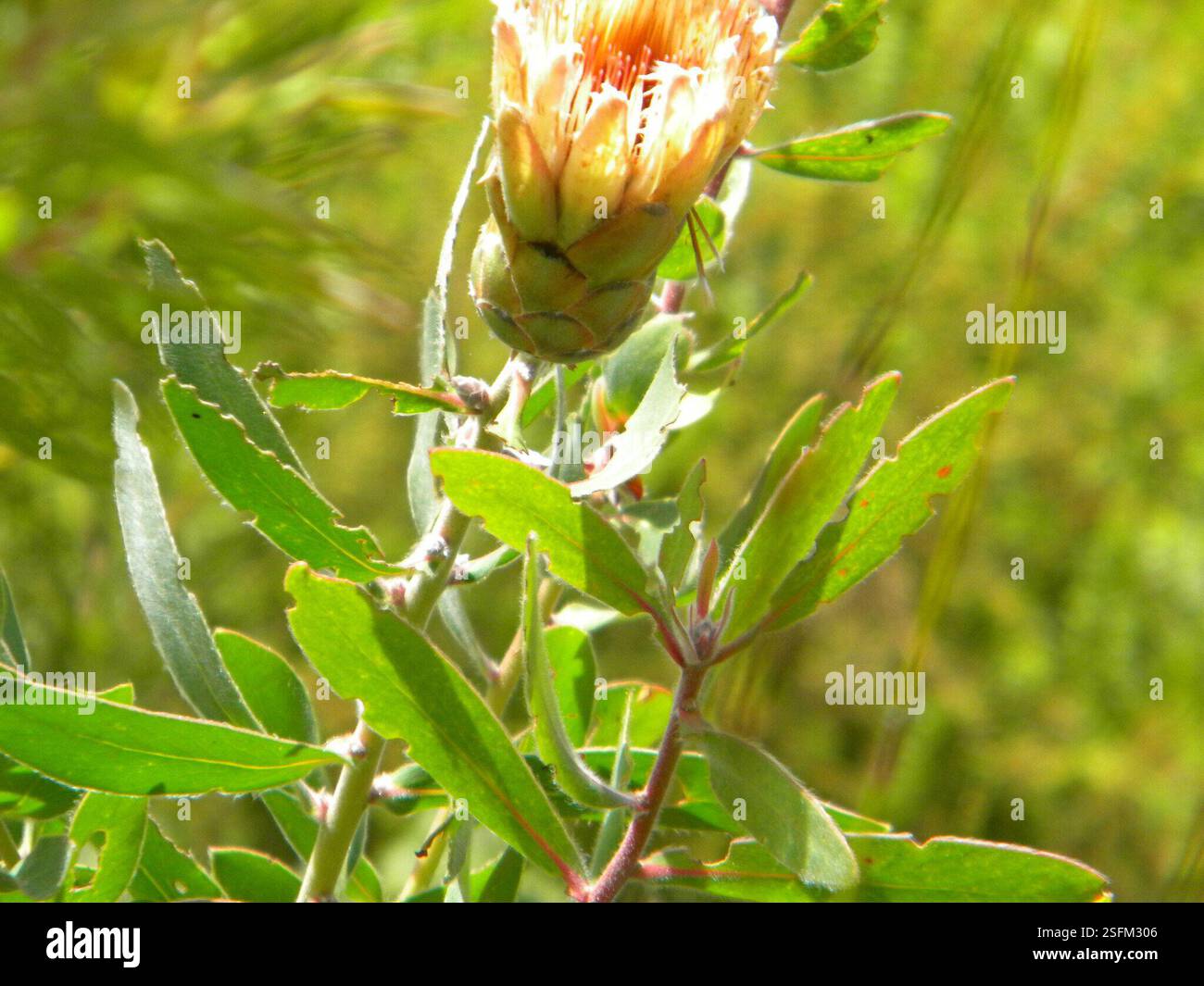 Forest Sugarbush (Protea mundii), Plantae, Palmiet river trail ...