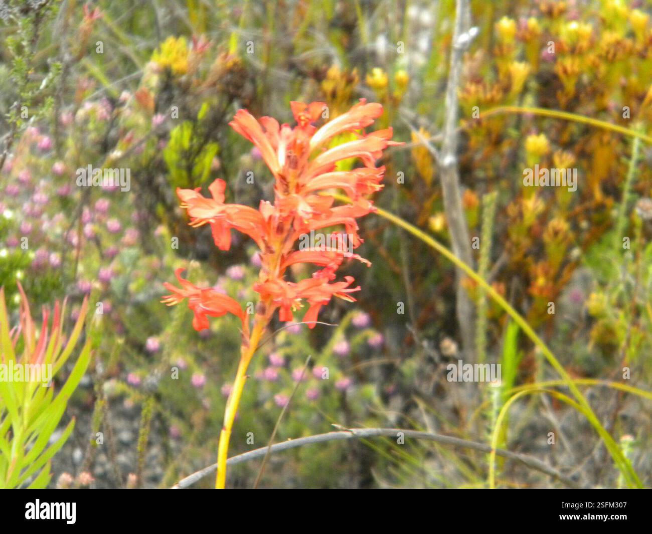 Red Reedpipe (Tritoniopsis triticea), Plantae, Palmiet river trail ...
