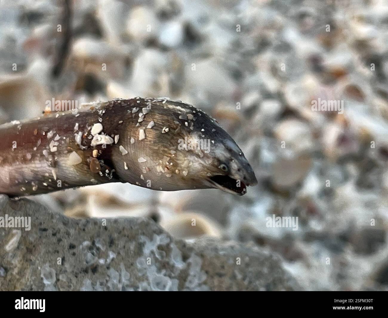 Snake Eels (Ophichthidae), Actinopterygii, Little Hickory Island ...