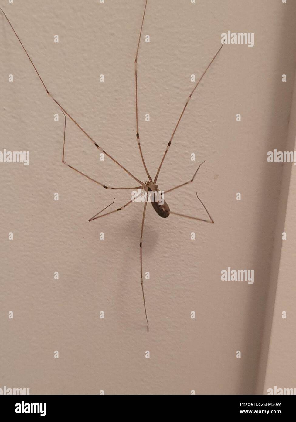 Long-bodied Cellar Spider (Pholcus phalangioides), Arachnida, Mākara ...