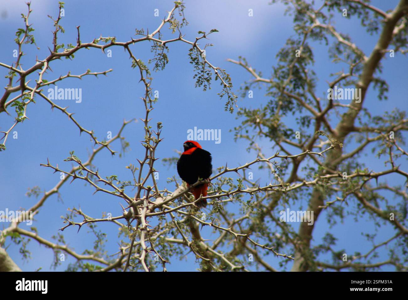Southern Red Bishop (Euplectes orix), Aves, Dodoma Urban, Tanzania ...