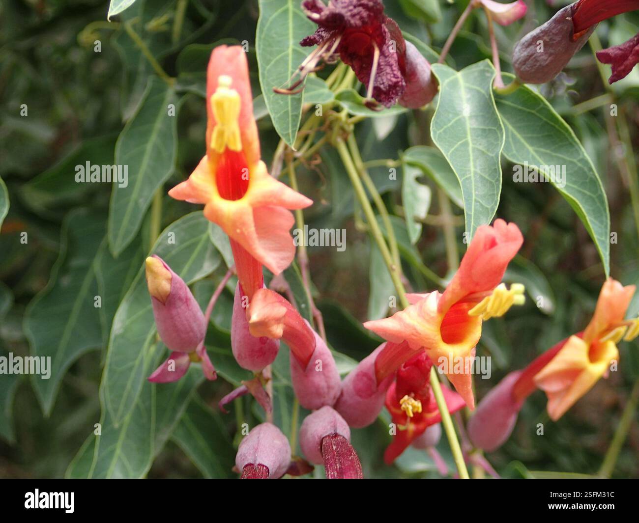 (Dolichandra cynanchoides), Plantae, Reserva Ecológica de Buenos Aires ...