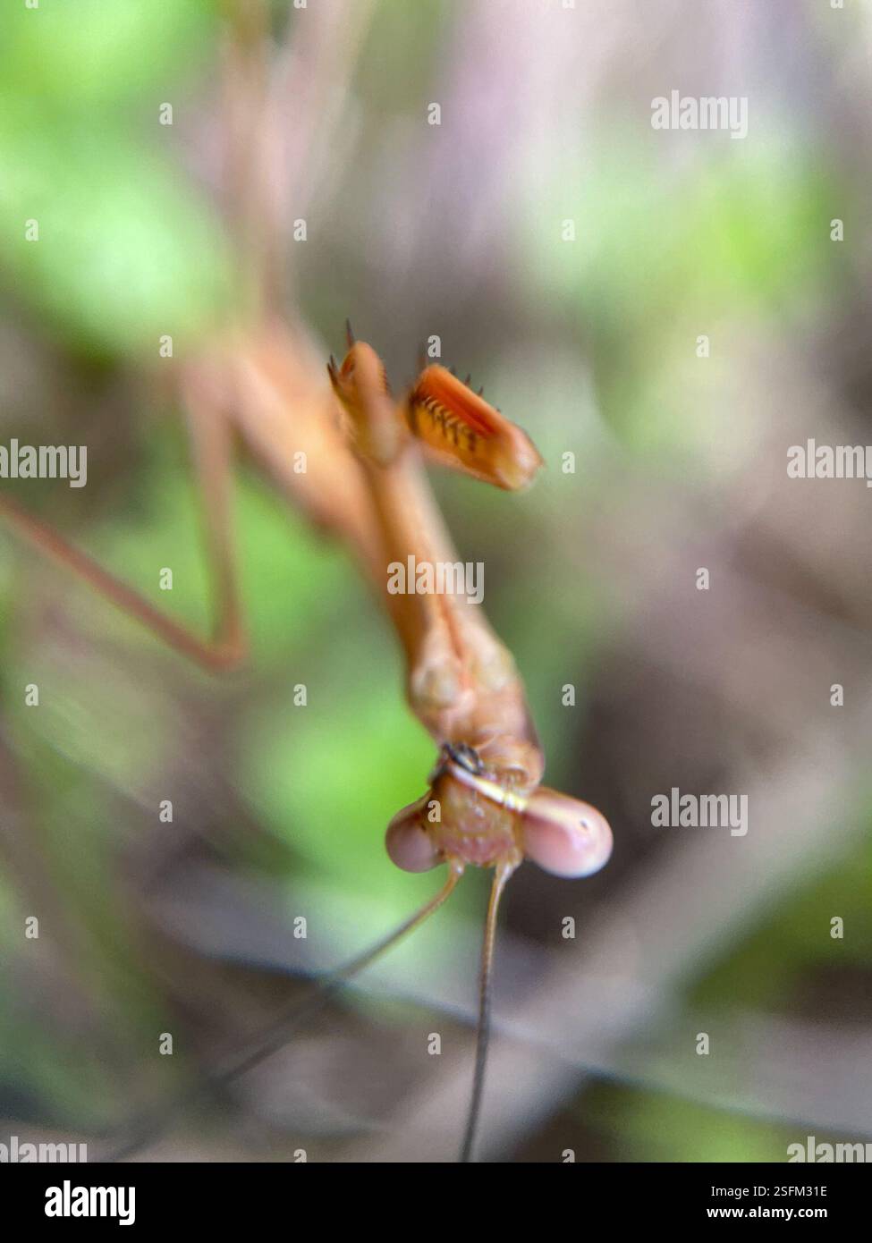 False Garden Mantis (Pseudomantis albofimbriata), Insecta, Melbourne ...