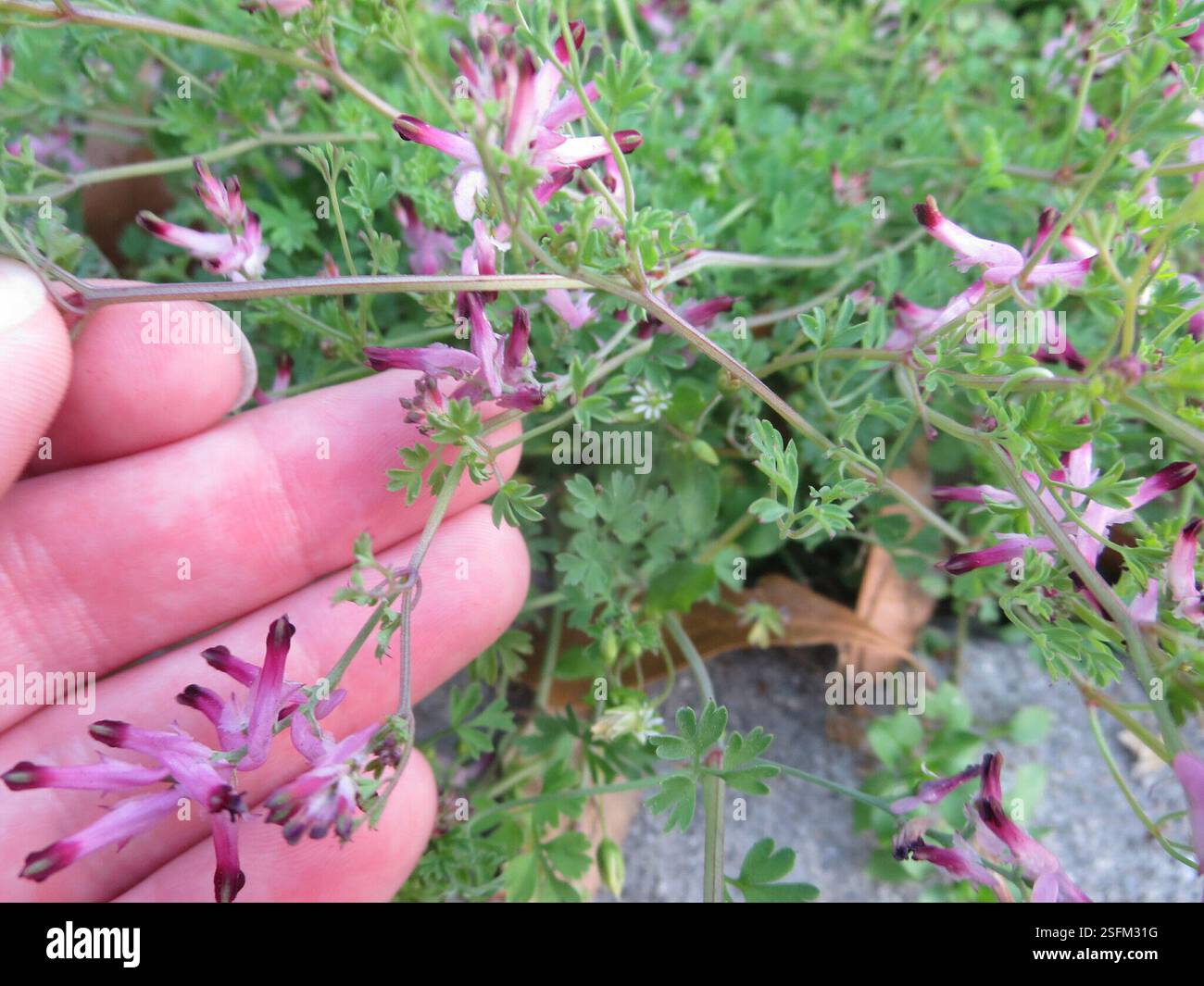 common ramping-fumitory (Fumaria muralis), Plantae, Windsor Forest ...