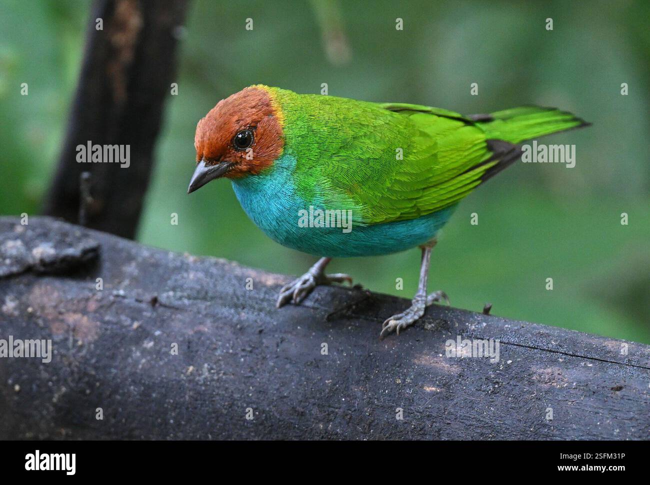 Bay-headed Tanager (Tangara gyrola), Aves, Mirador Guaycapi, Quito ...