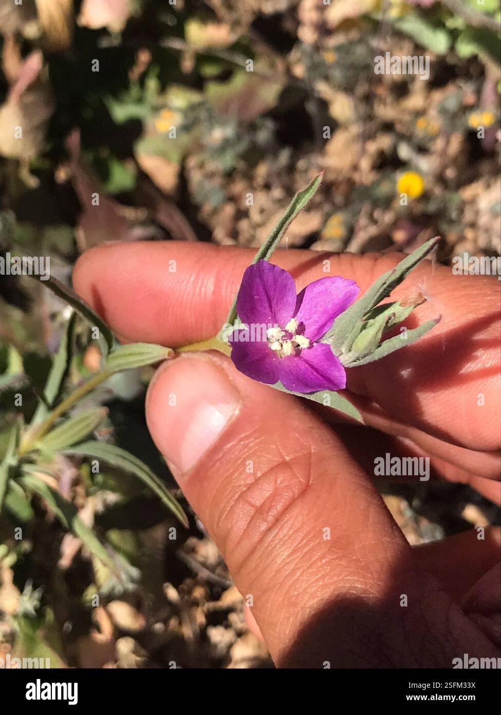 four-spot (Clarkia purpurea quadrivulnera), Plantae, Swartz Canyon ...