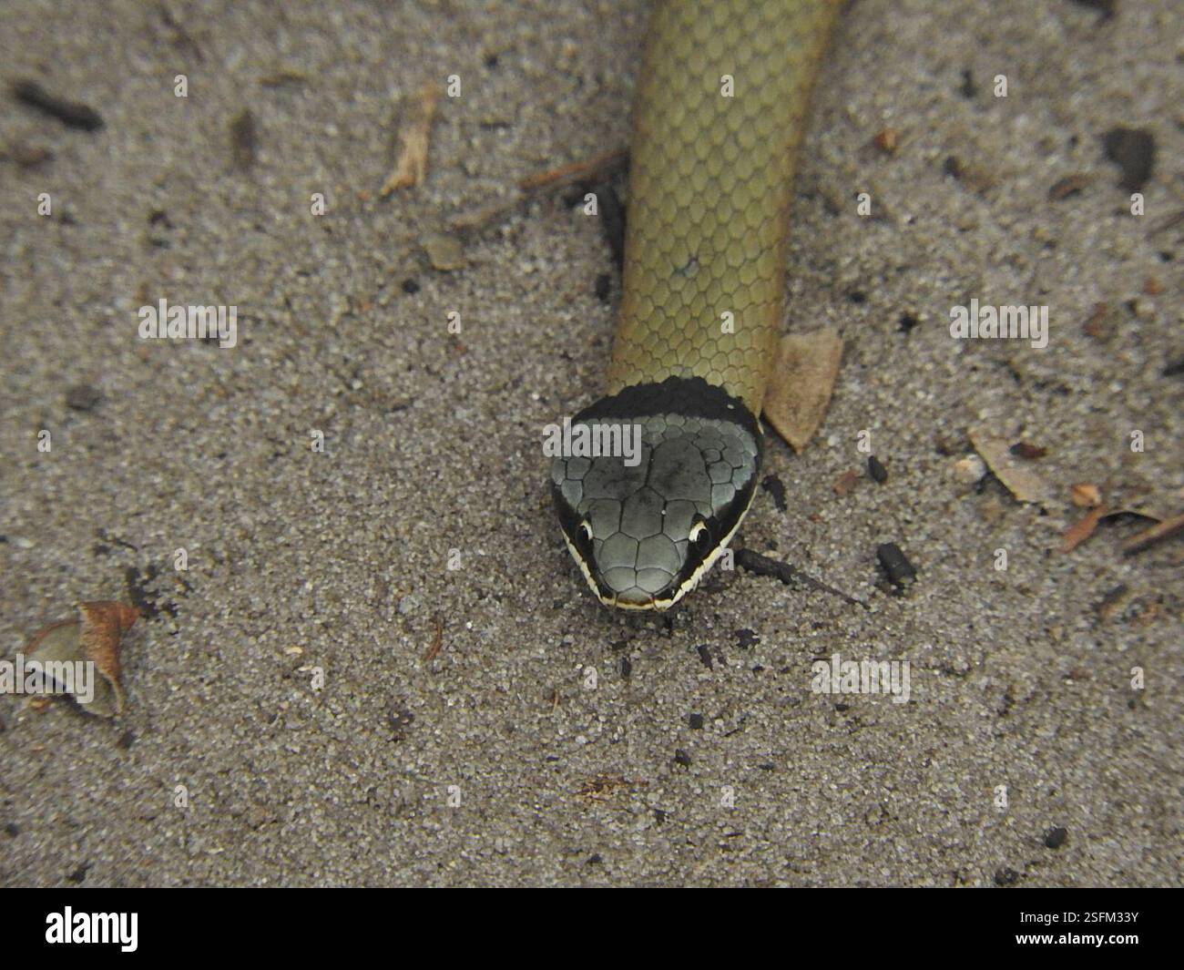 Crowned Snake (Elapognathus coronatus), Reptilia, Bremer Bay WA 6338 ...