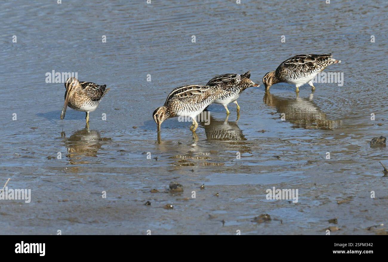 Wilson's Snipe (Gallinago delicata), Aves, Winfield Sandy Slough ...