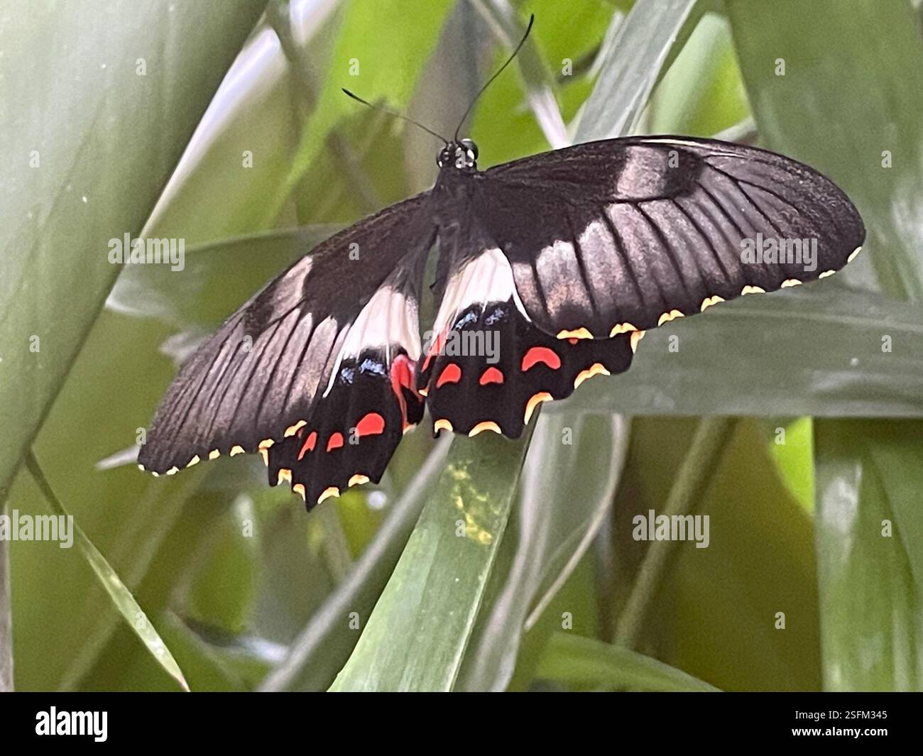 Orchard Swallowtail (Papilio aegeus), Insecta, Stewart Creek Rd ...