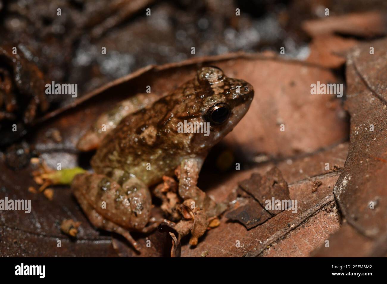 Puddle Frogs (Phrynobatrachus), Amphibia, Cavally, Côte d'Ivoire Stock ...