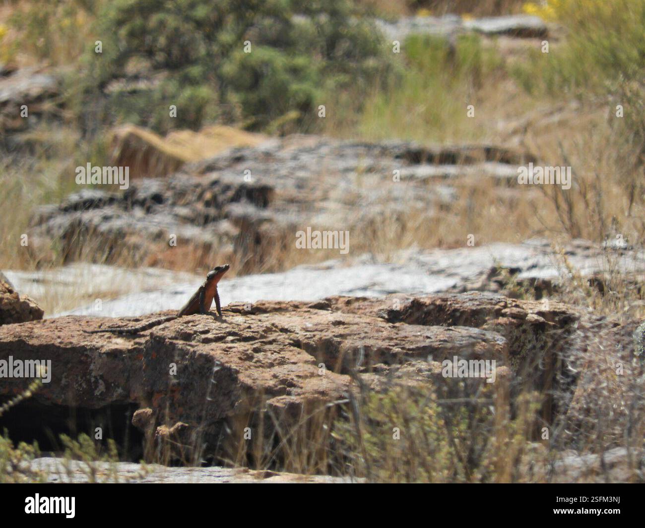 Karoo Girdled Lizard (Karusasaurus polyzonus), Reptilia, Ubuntu Local ...