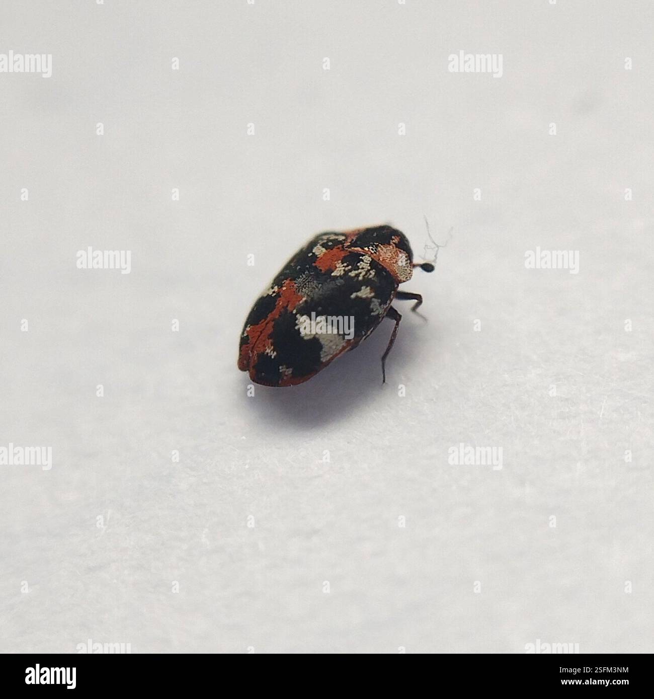 Common Carpet Beetle (Anthrenus scrophulariae), Insecta, Kosanin dol ...