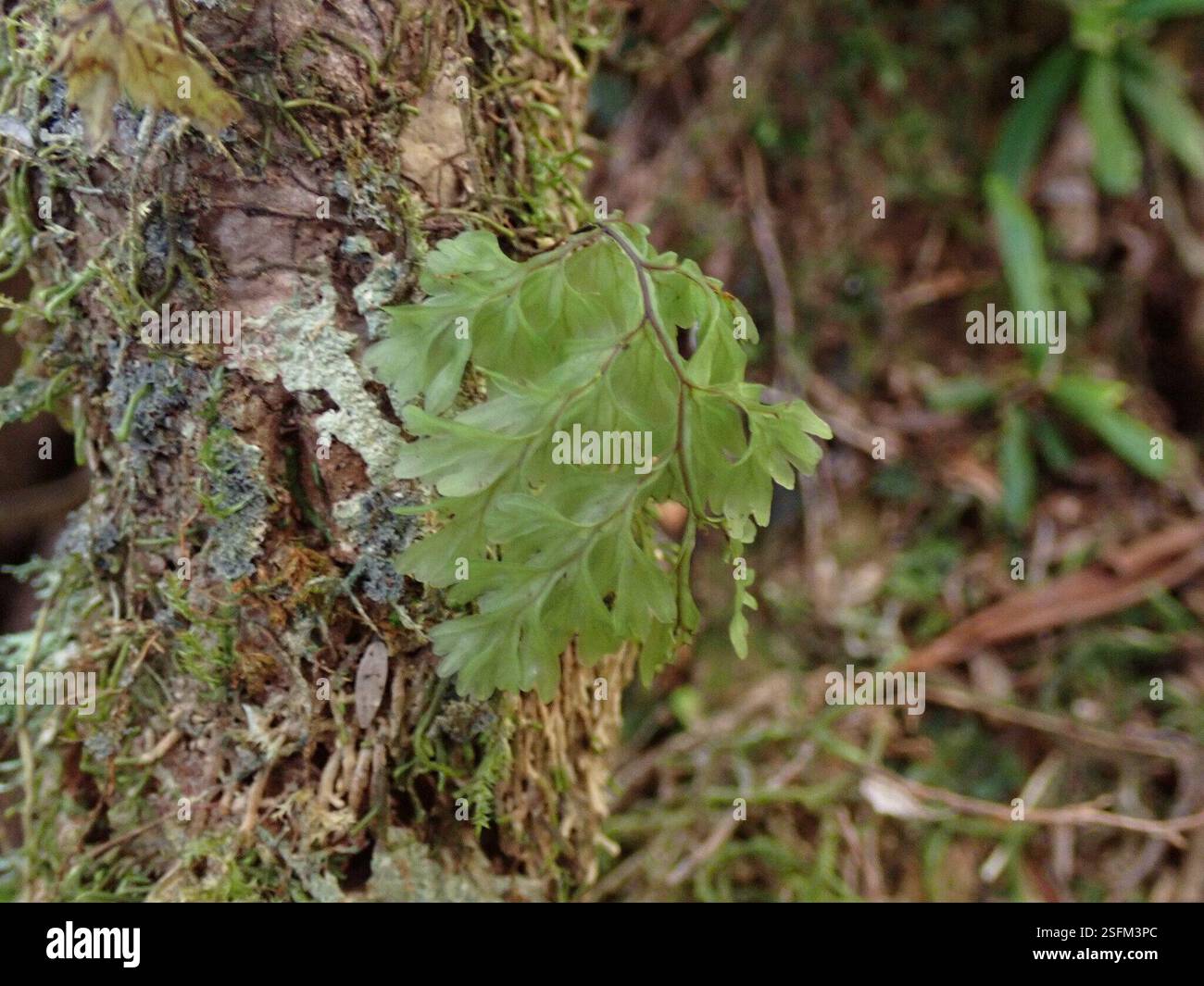 ferns (Polypodiopsida), Plantae, Mount Carbine QLD 4871, Australia ...