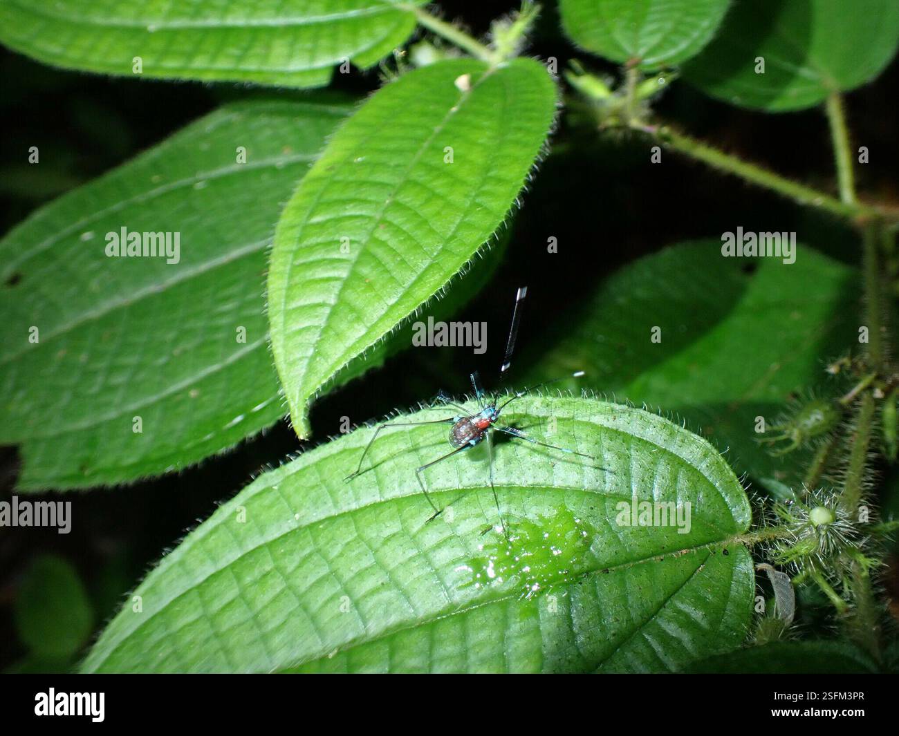 (Scambophyllum), Insecta, Lahad Datu, Sabah, Malaysia Stock Photo - Alamy