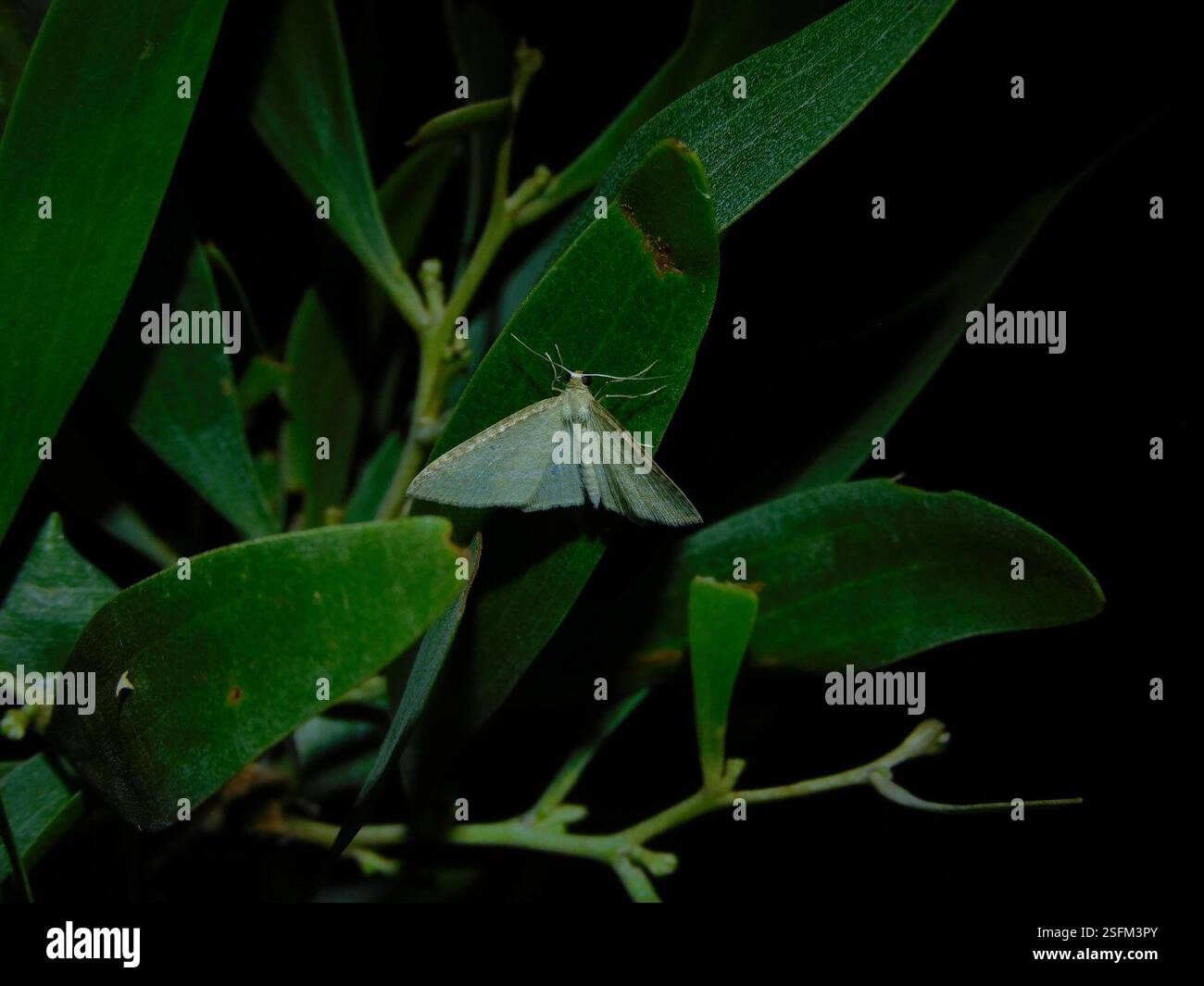 Native cranberry moth (Poecilasthena pulchraria), Insecta, Hobart TAS ...