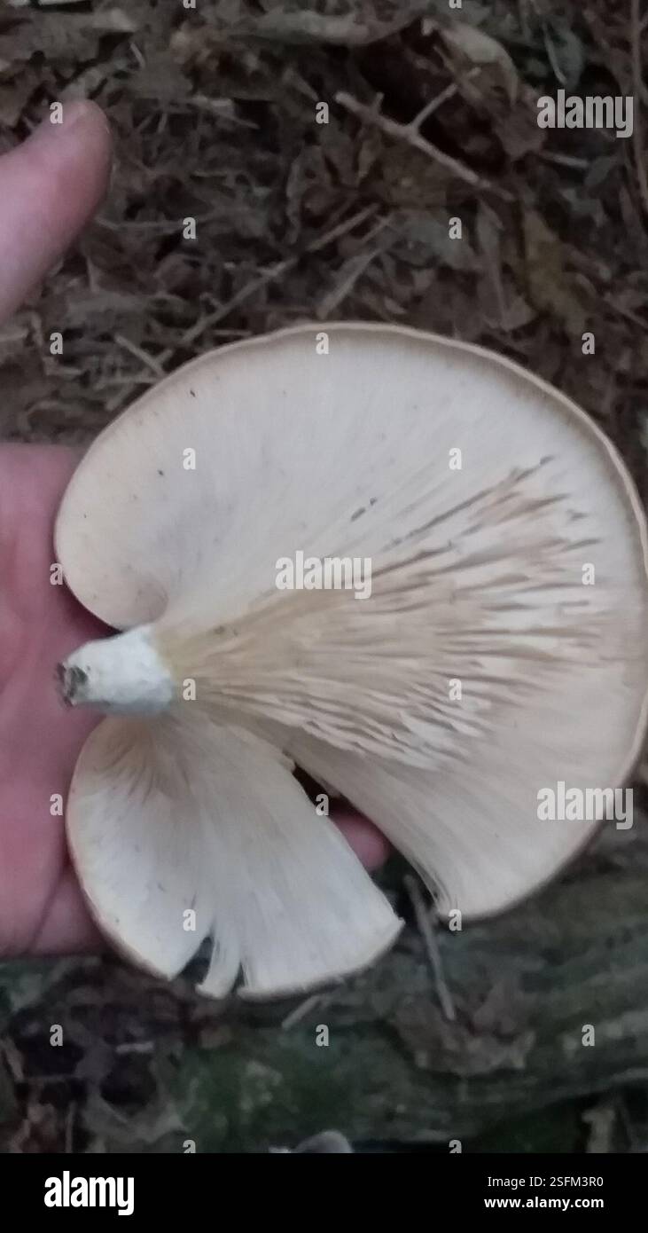 Brown Oyster Mushroom (Pleurotus australis), Fungi, Wilton, Wellington ...