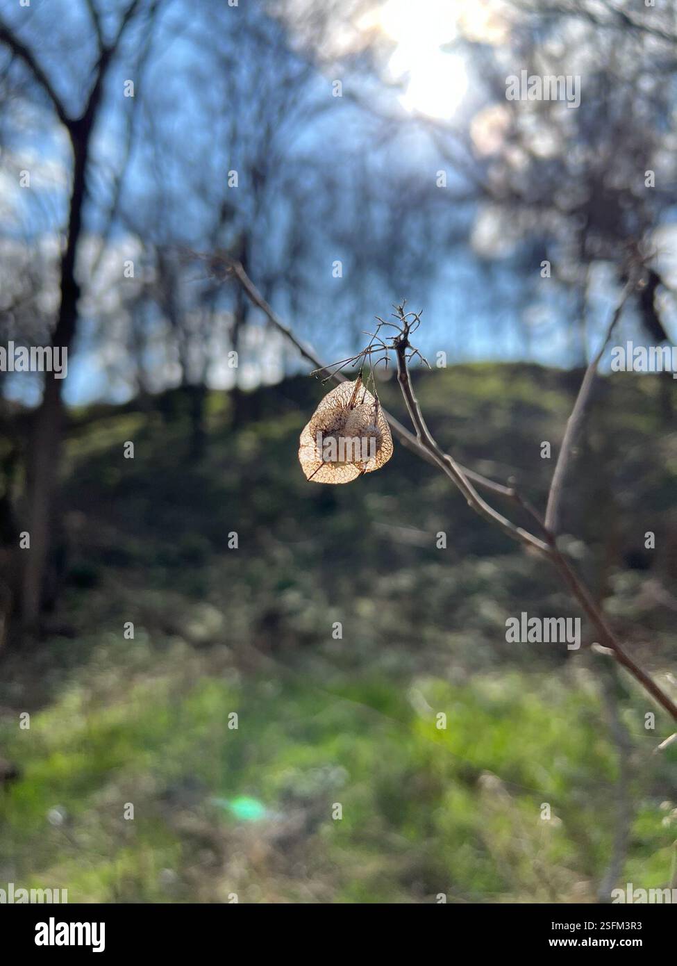 common hoptree (Ptelea trifoliata), Plantae, Roy G. Guerrero Colorado ...