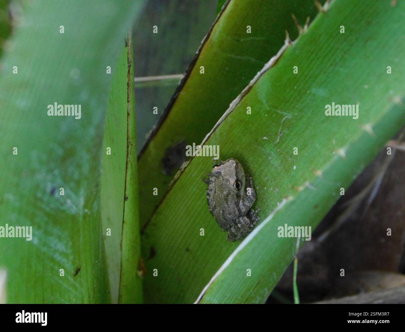Argentine Snouted Tree Frog (Scinax granulatus), Amphibia, 55100 Bella ...