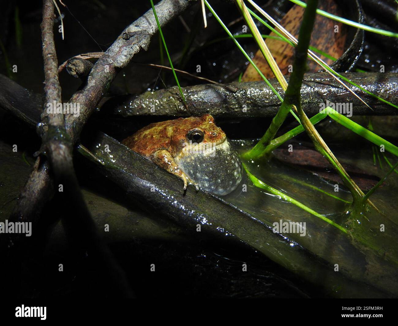 Common Eastern Froglet (Crinia signifera), Amphibia, Hobart TAS ...