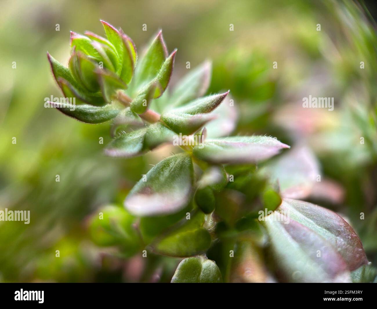 Field madder (Sherardia arvensis), Plantae, Hogaboom Ln, Lexington Park ...
