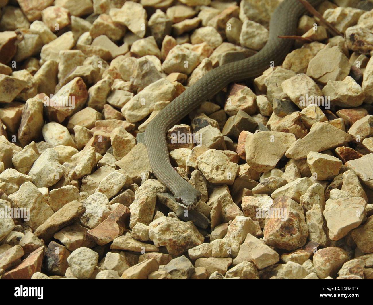 White-lipped Snake (Drysdalia coronoides), Reptilia, Hobart TAS ...