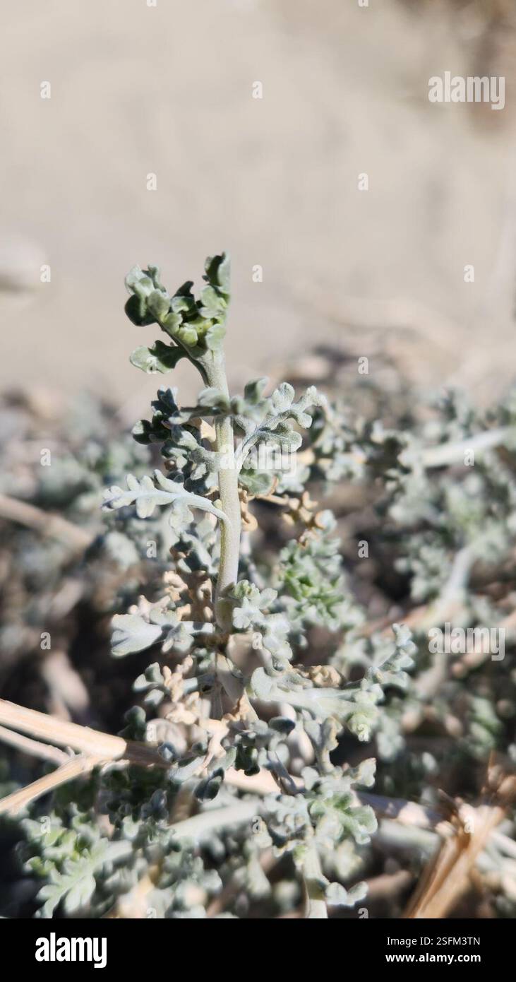 Burrobush (Ambrosia dumosa), Plantae, Desert Hot Springs, CA 92241, USA ...