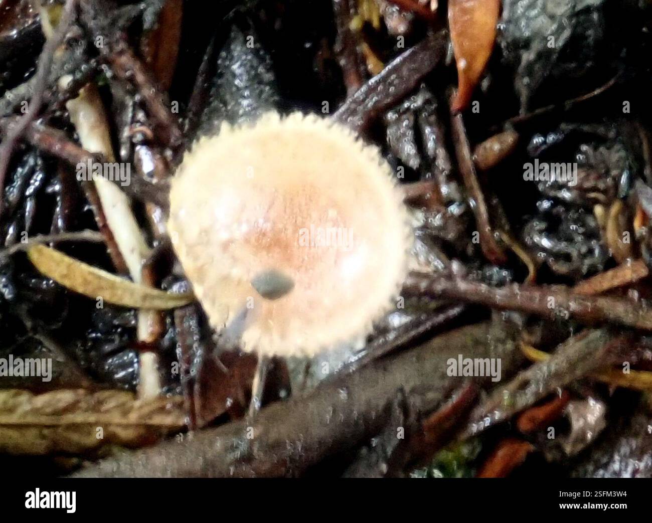 Common Gilled Mushrooms and Allies (Agaricales), Fungi, Auckland ...