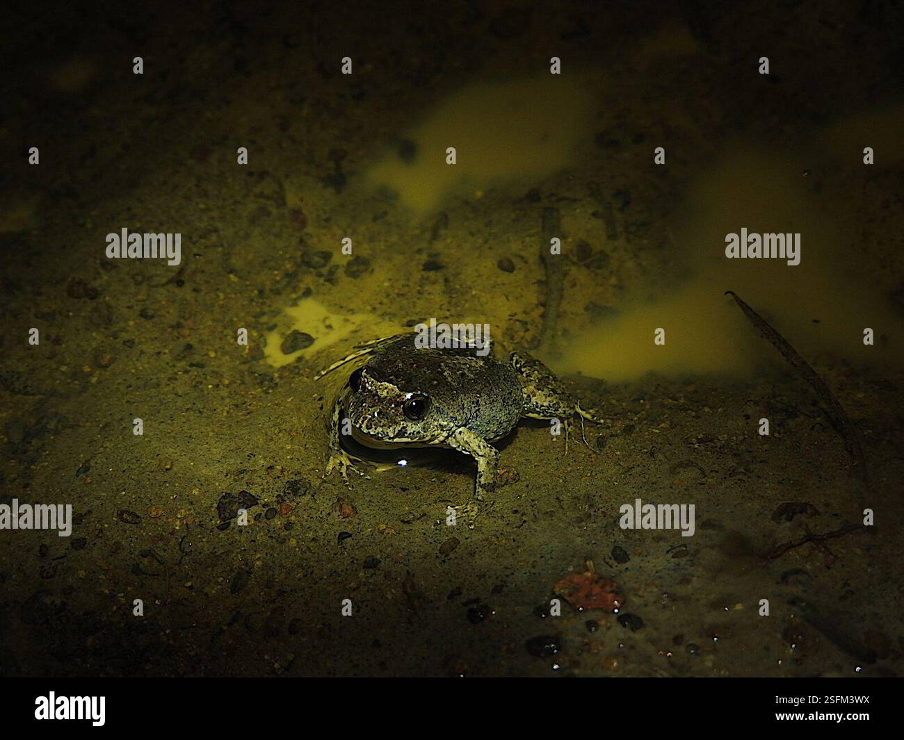 Common Eastern Froglet (Crinia signifera), Amphibia, Hobart TAS ...