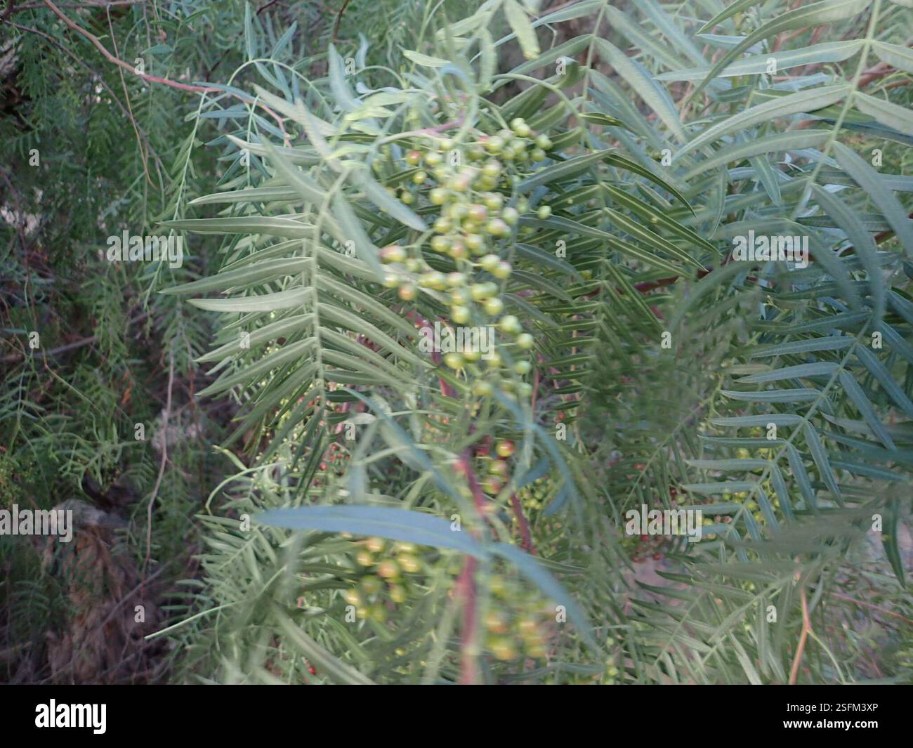 Peppercorn Tree (Schinus areira), Plantae, Progreso, Tilcara, Jujuy, AR ...